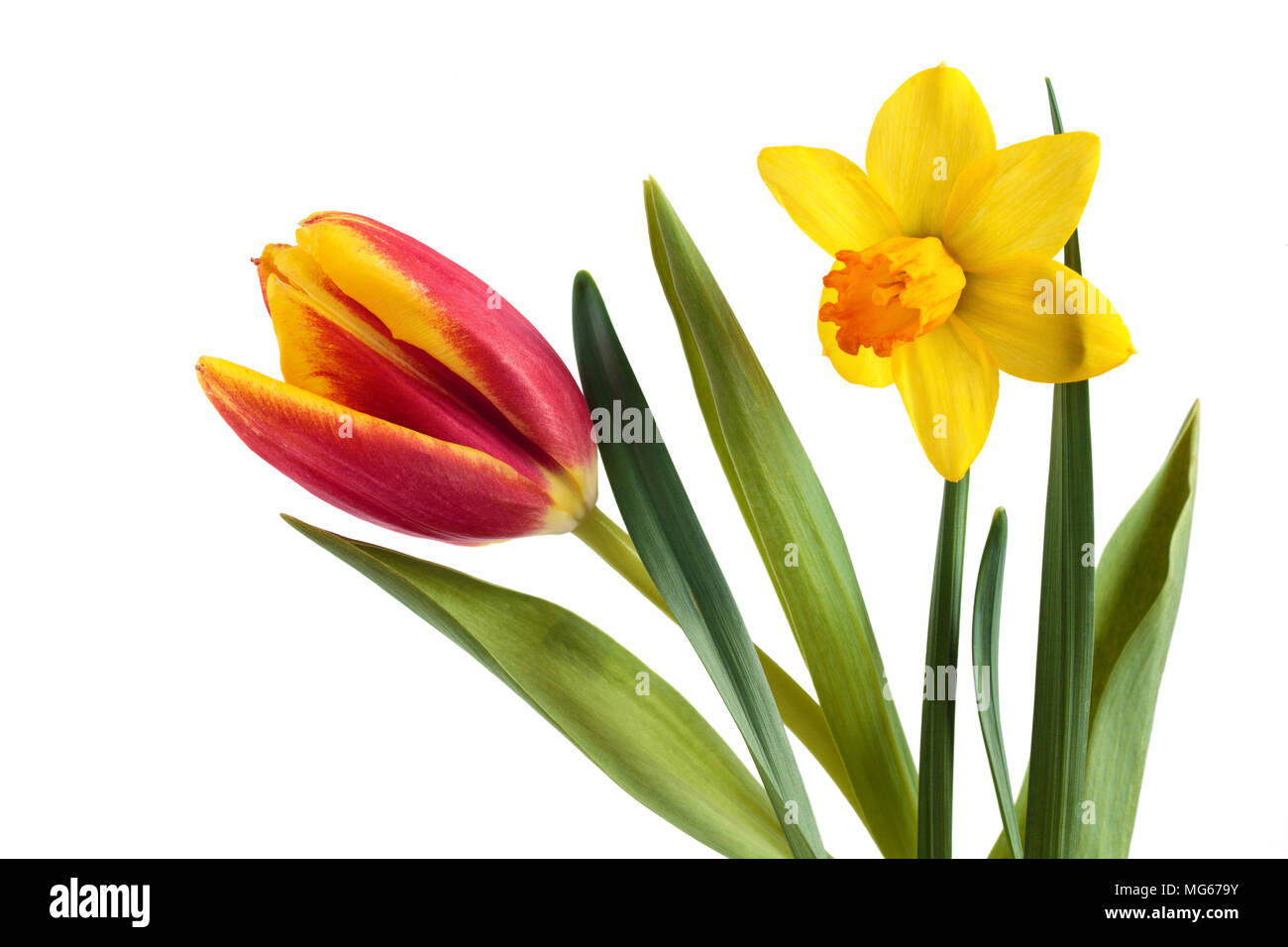 Bud bouquet hi-res stock photography and images - Alamy