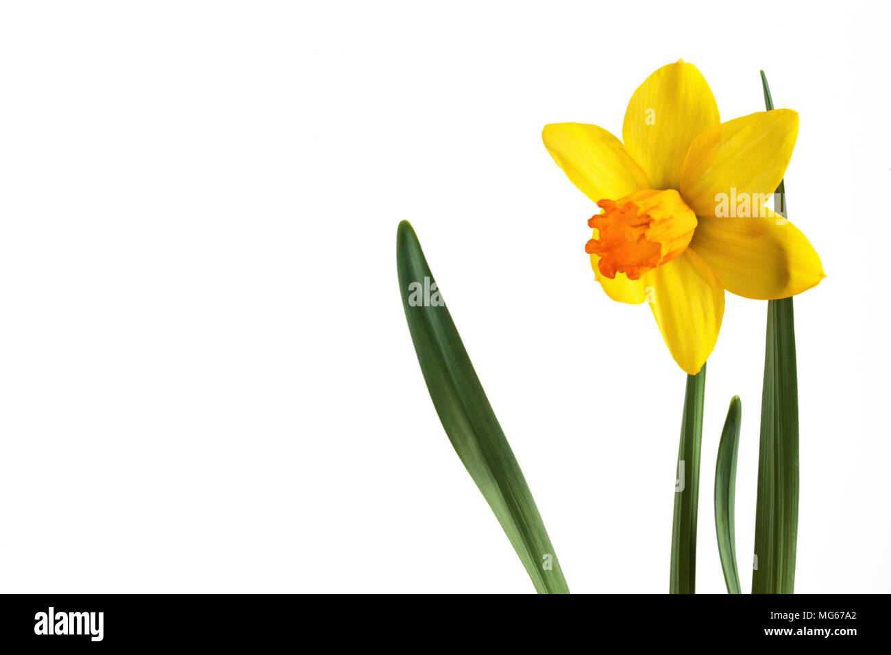 First spring flower Cut Out Stock Images & Pictures - Alamy