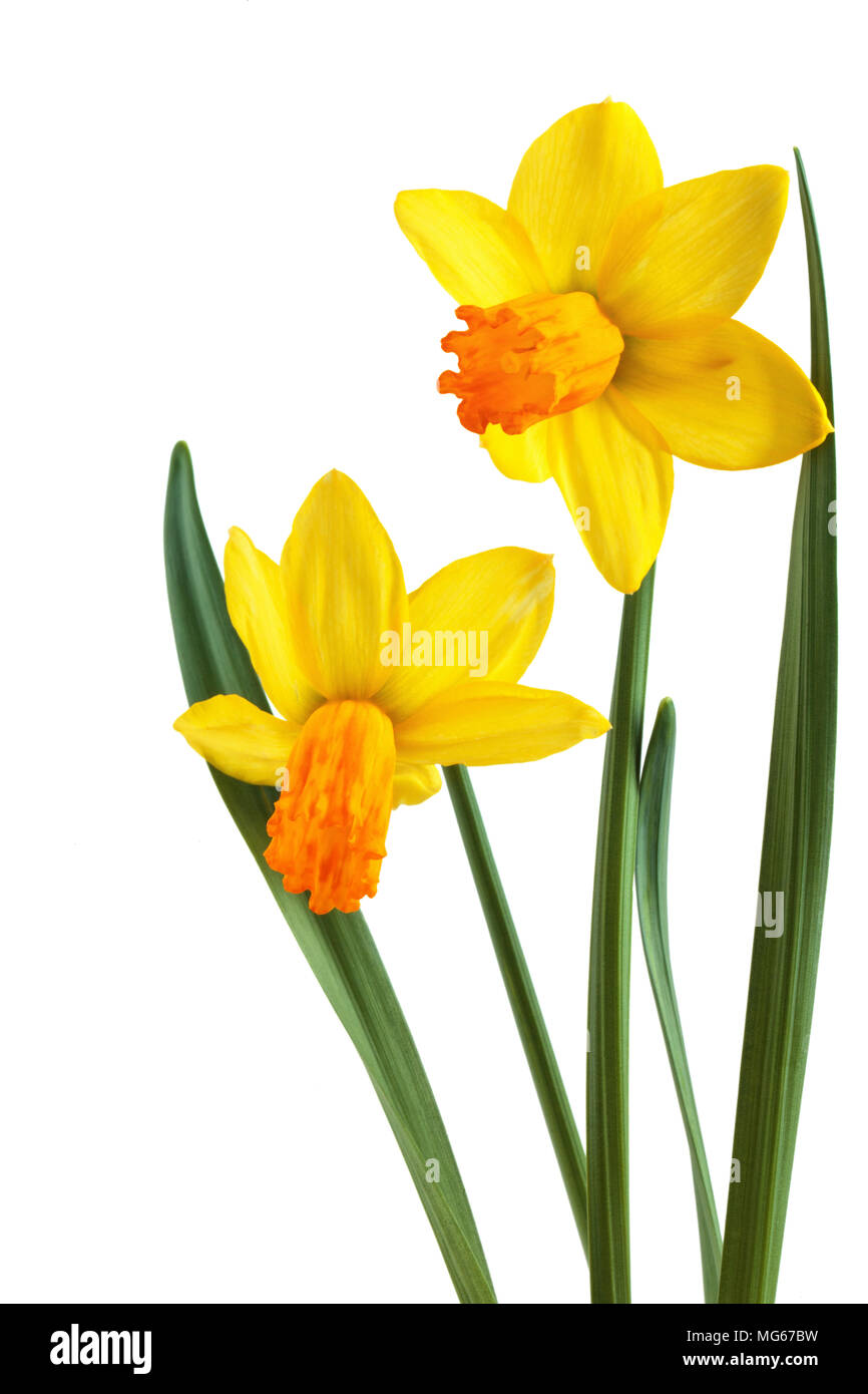 Bright spring bouquet Stock Photo - Alamy