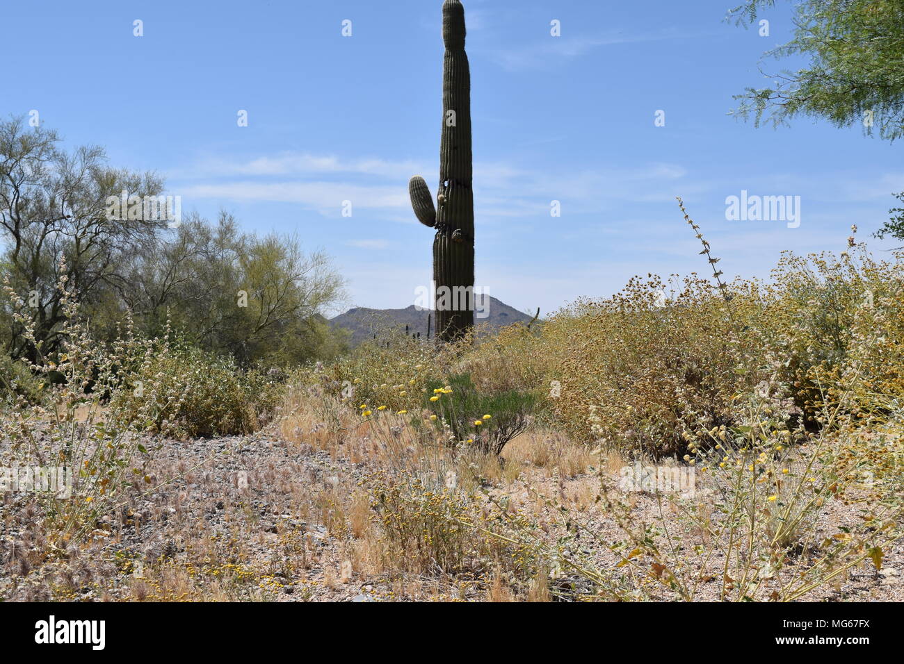 Cactus scene hi-res stock photography and images - Alamy