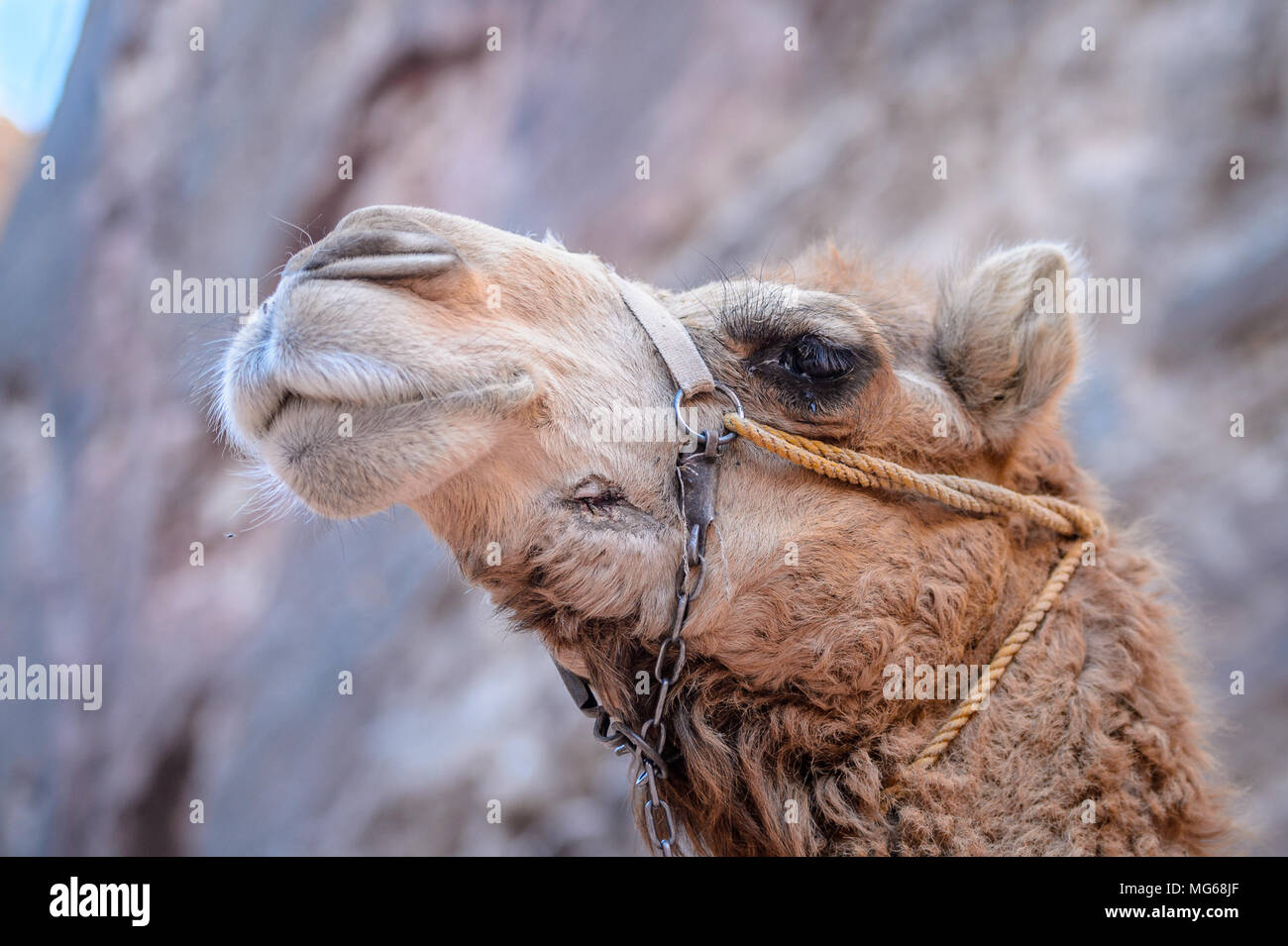 Camel at Petra, Jordan Stock Photo - Alamy