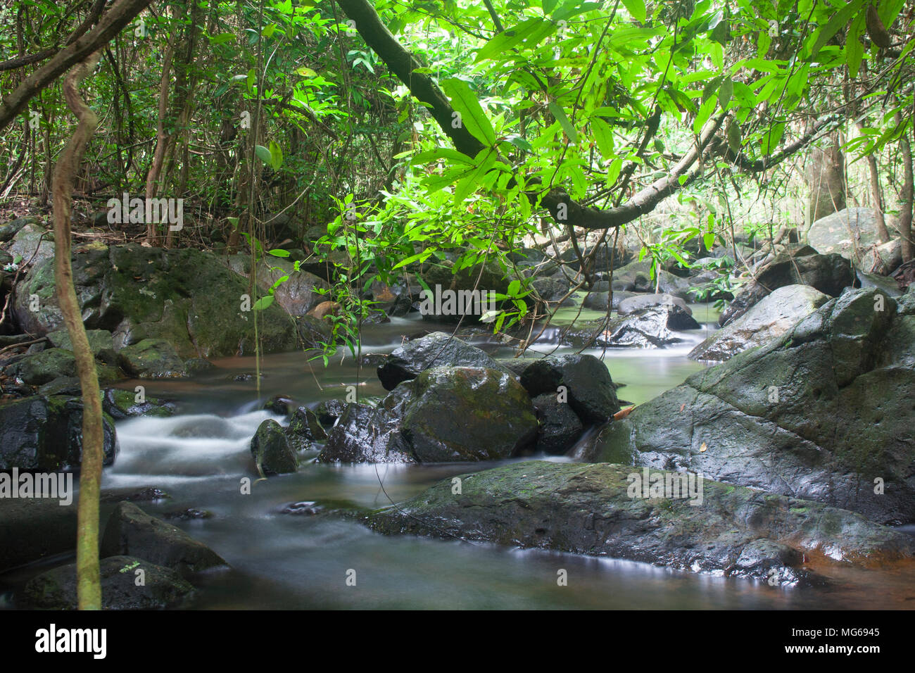 Canal water stream in the tropical forest beautiful fresh and wet Stock ...
