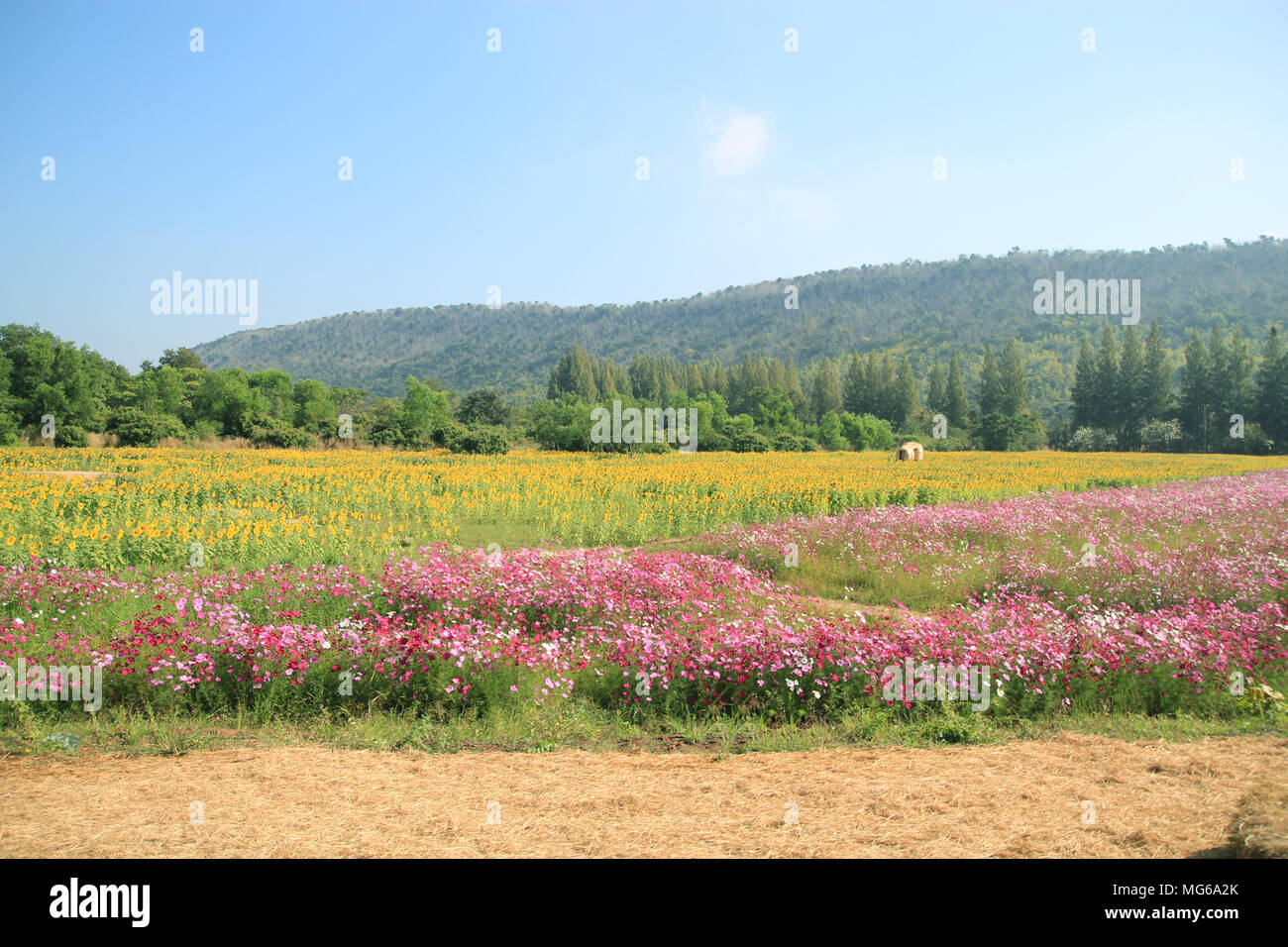 Landscape flower field Stock Photo - Alamy
