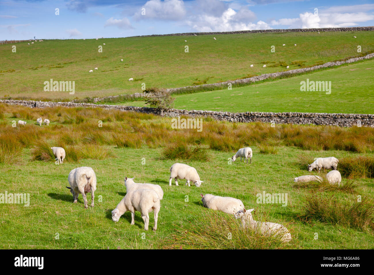 Scottish sheep grazing hi-res stock photography and images - Alamy