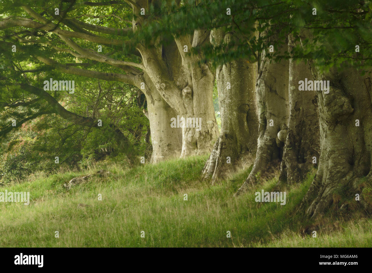 Somerset trees hi-res stock photography and images - Alamy