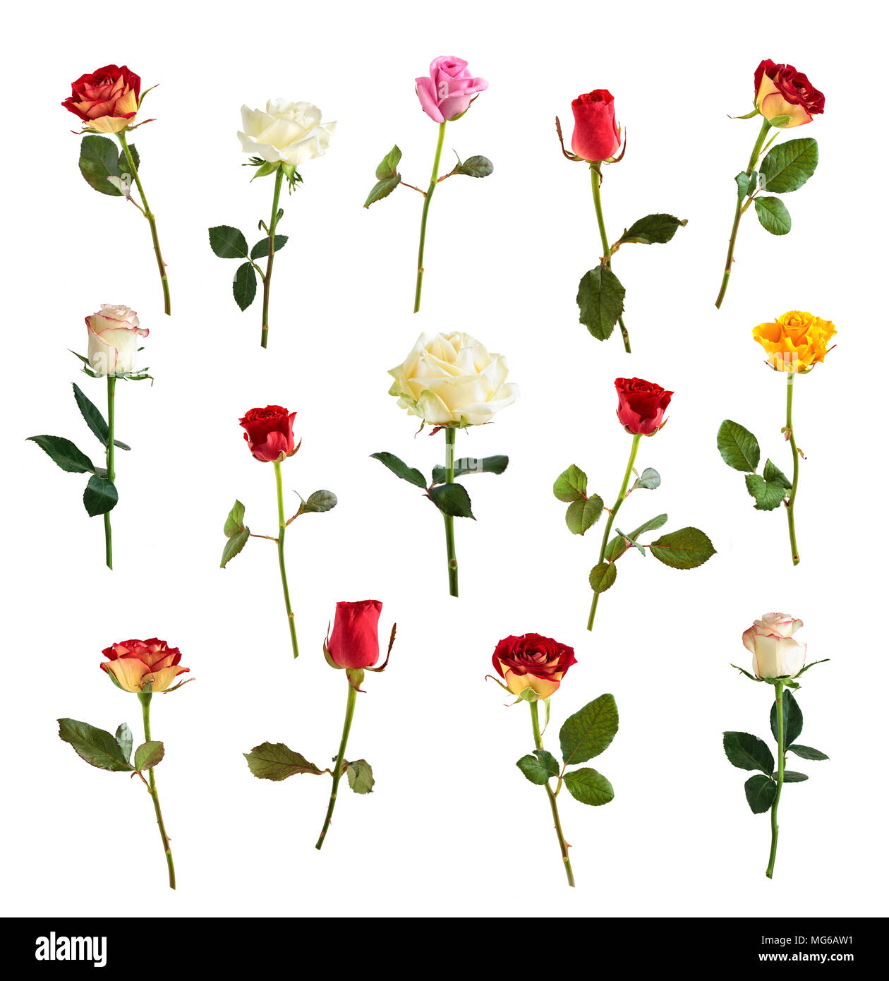 Rose collection on white Stock Photo - Alamy
