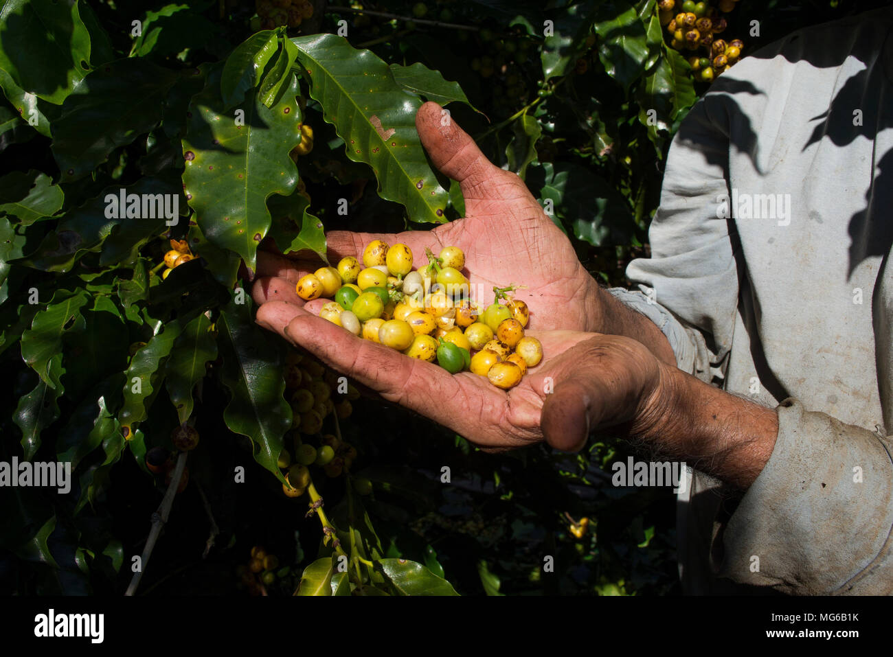Coffee production in brazil hi-res stock photography and images - Alamy