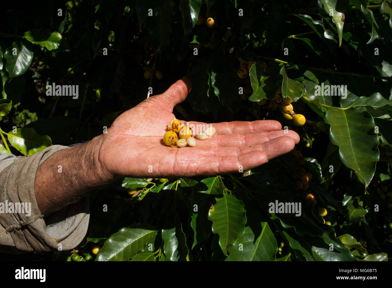 Coffee production in brazil hi-res stock photography and images - Alamy