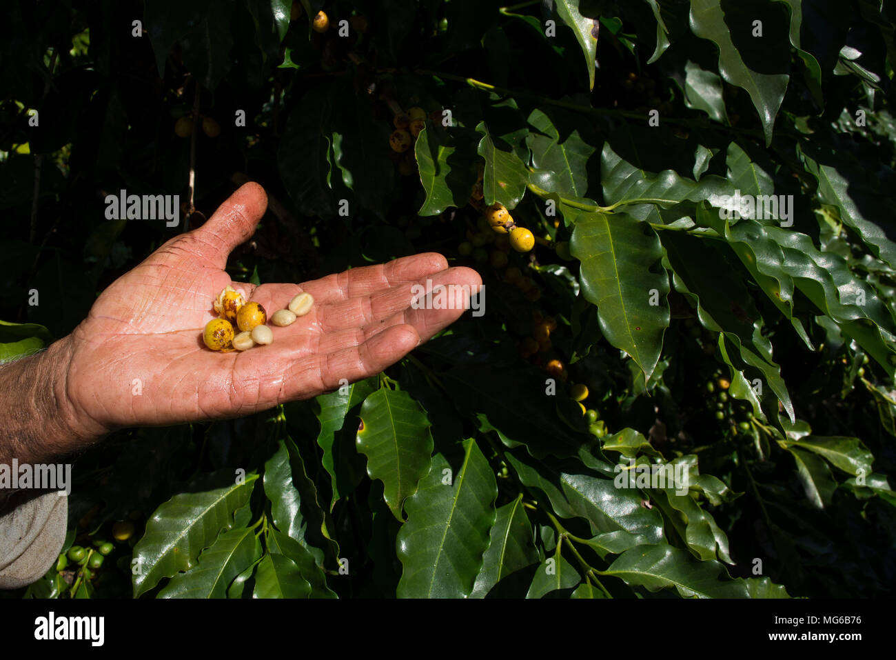 Coffee production in brazil hi-res stock photography and images - Alamy