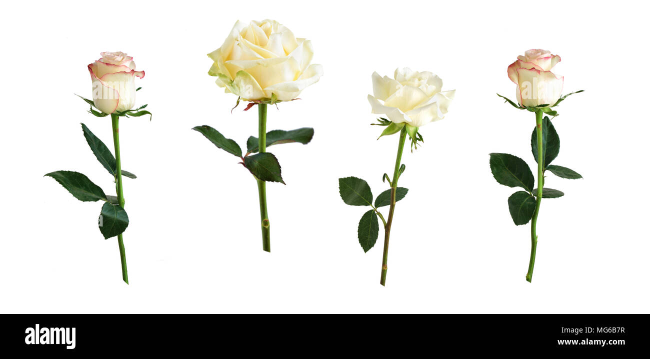 Rose collection on white Stock Photo - Alamy