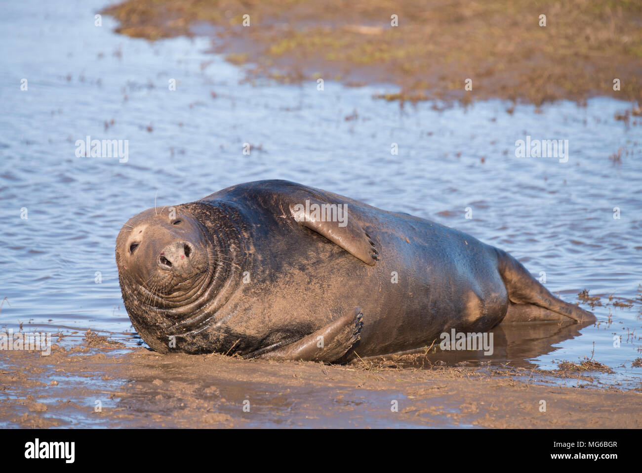 Flat nosed pig hi-res stock photography and images - Alamy