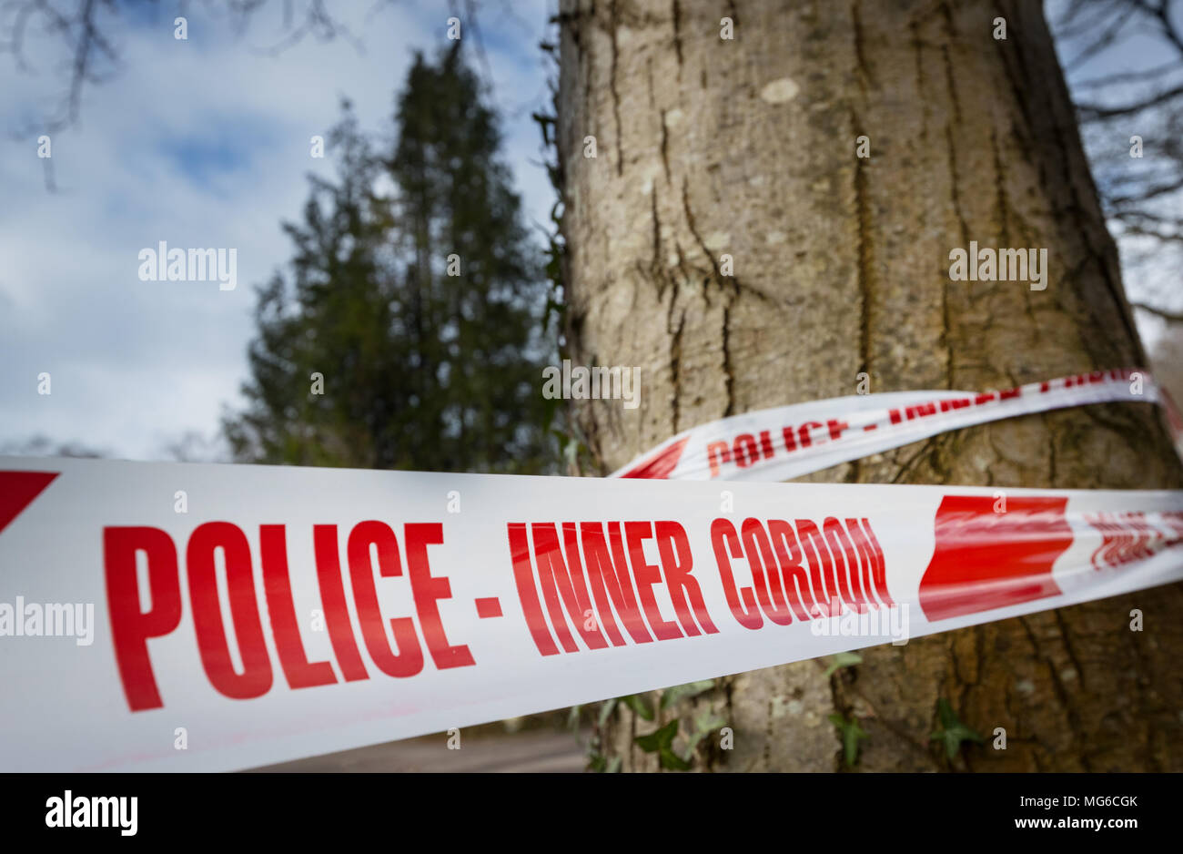 Police Inner Cordon tape wrapped around a tree Stock Photo - Alamy