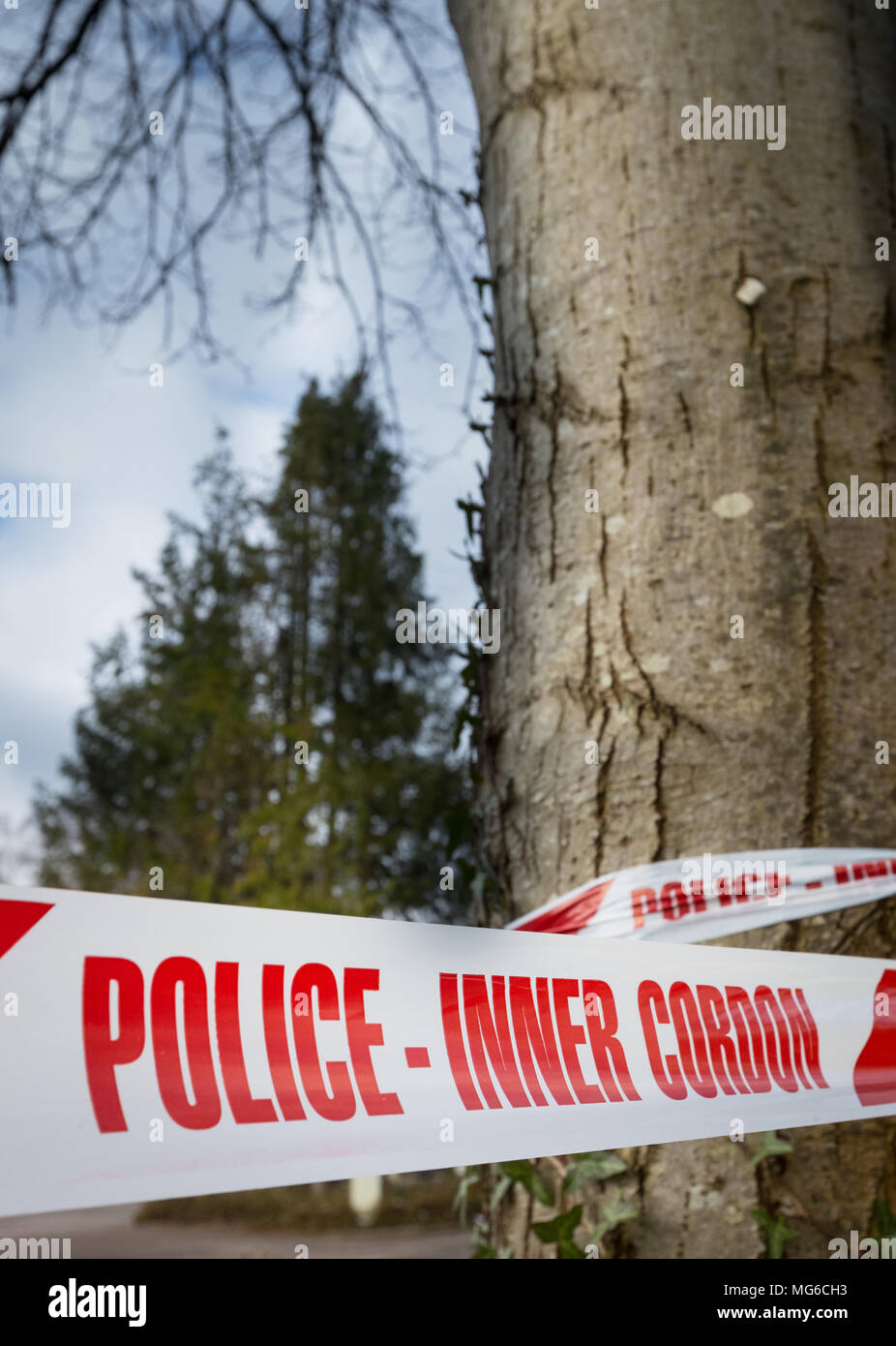 Police Inner Cordon tape wrapped around a tree Stock Photo - Alamy