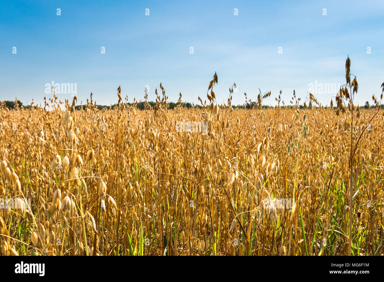 Golden field with ripe oats. Source of many oatmeal products. Beautiful ...