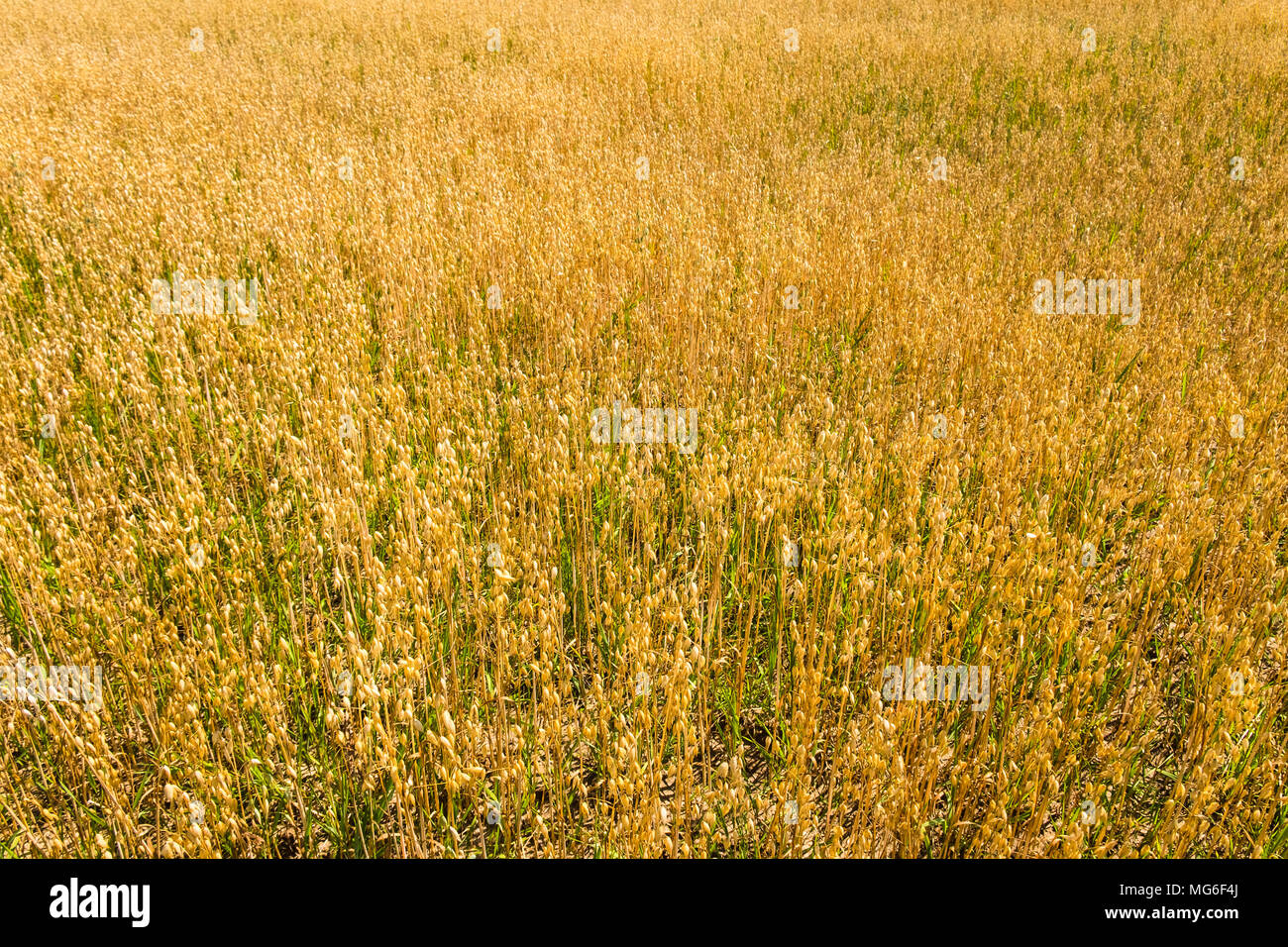 Golden field with ripe oats. Source of many oatmeal products. Beautiful ...