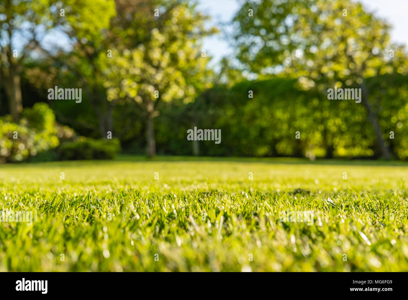 Interesting, ground level view of a shallow focus image of recently cut ...