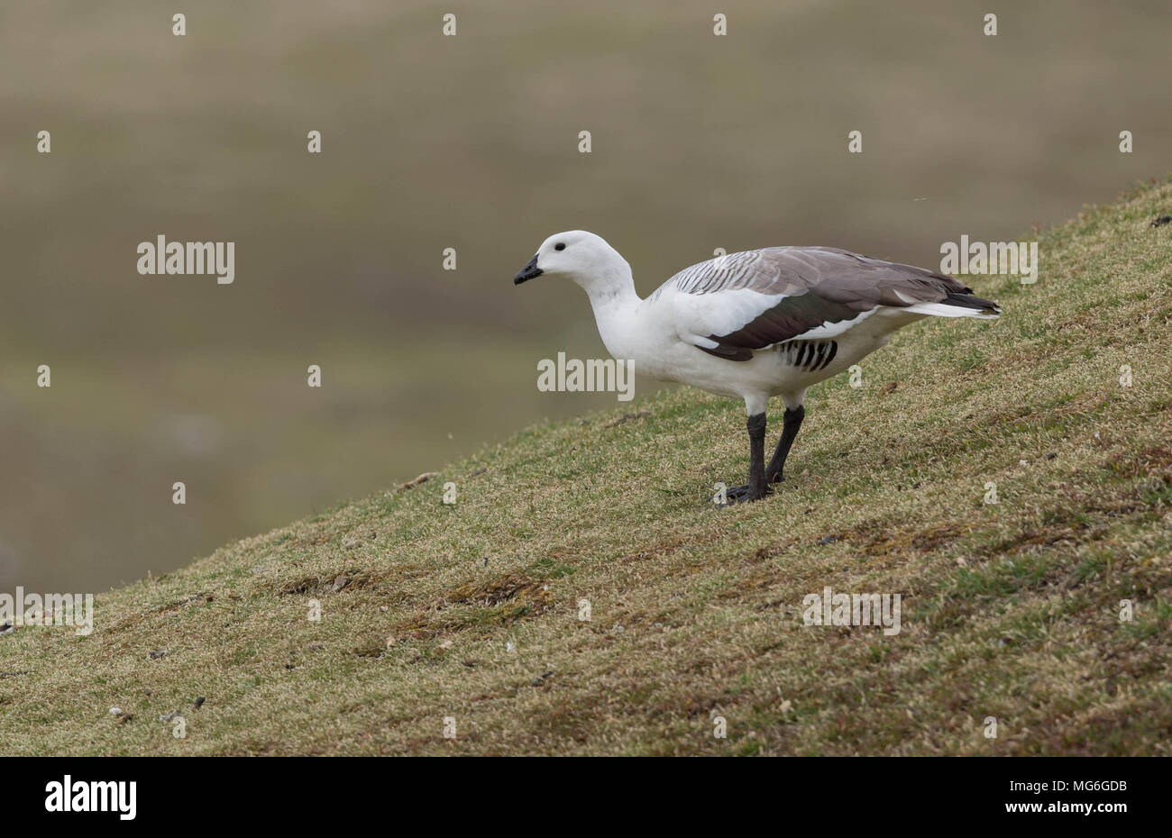 Upland goose male falkland islands hi-res stock photography and images ...