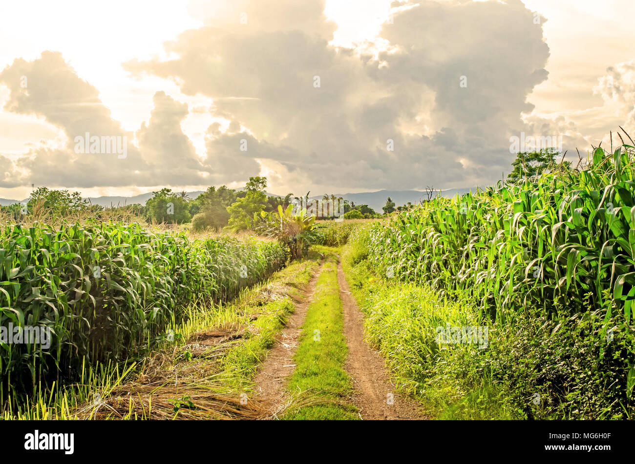 Landscape of corn field with the sunset on the farm, Green corn and ...