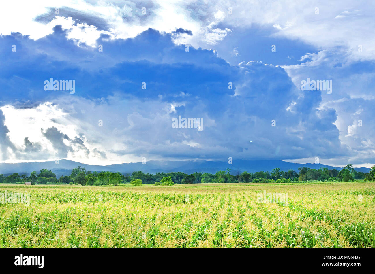 Landscape of corn field with the sunset on the farm, Green corn and ...