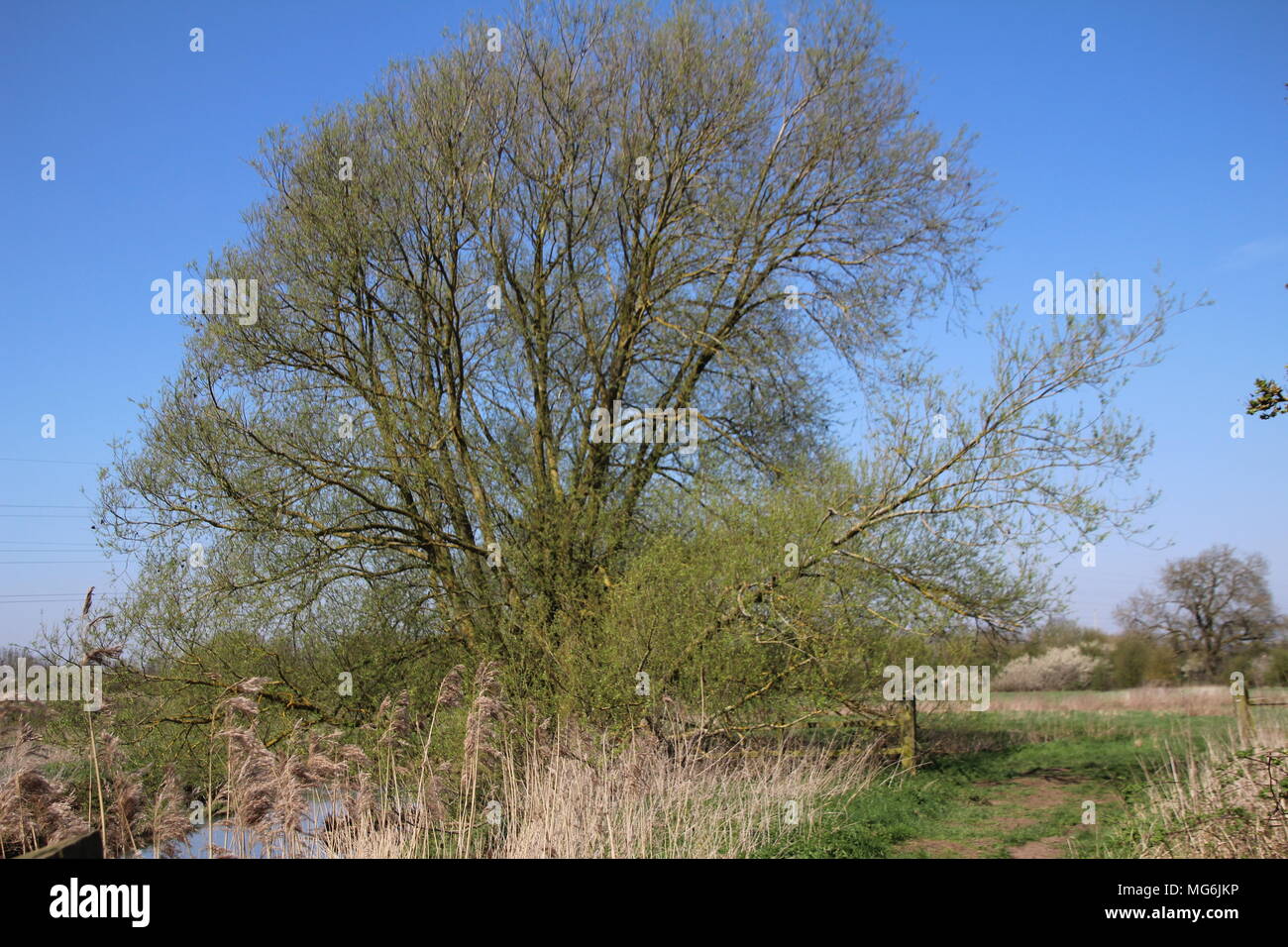 Tree sky and grass hi-res stock photography and images - Alamy