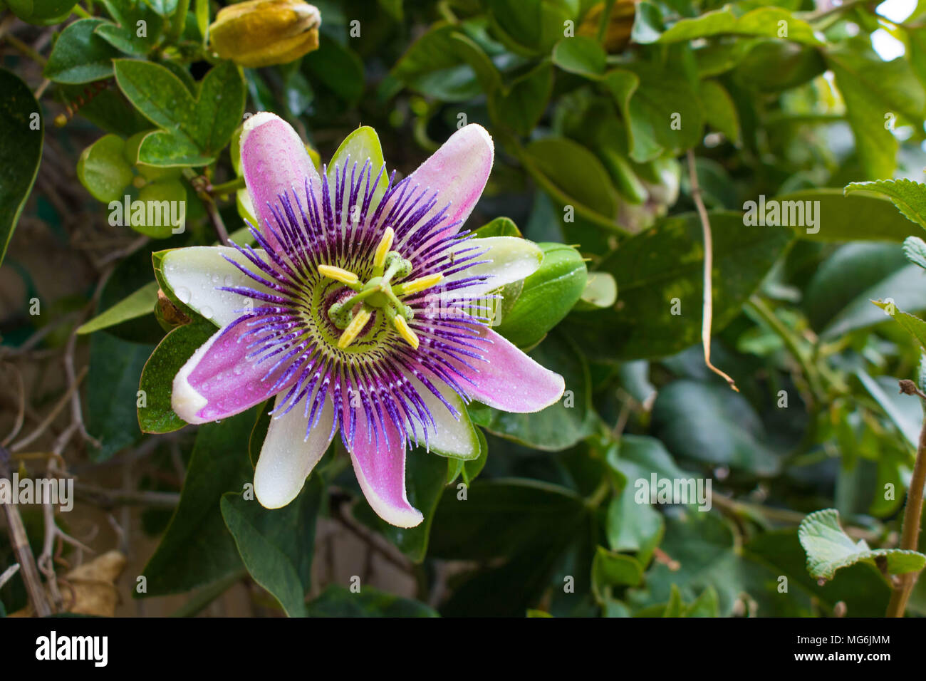 Passion Flower in Spring Stock Photo - Alamy