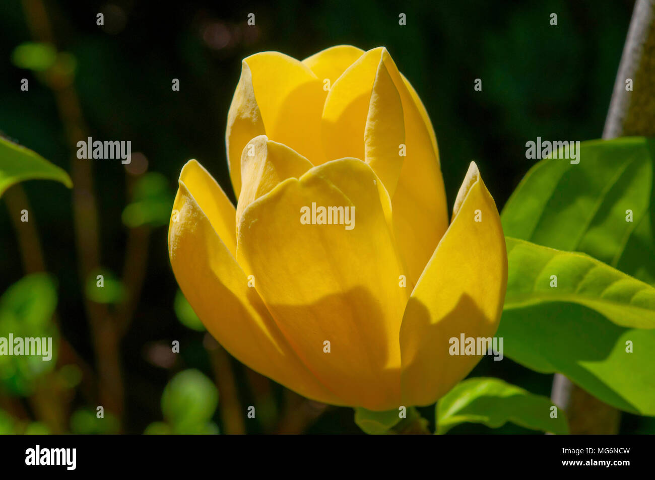 Floare hi-res stock photography and images - Alamy