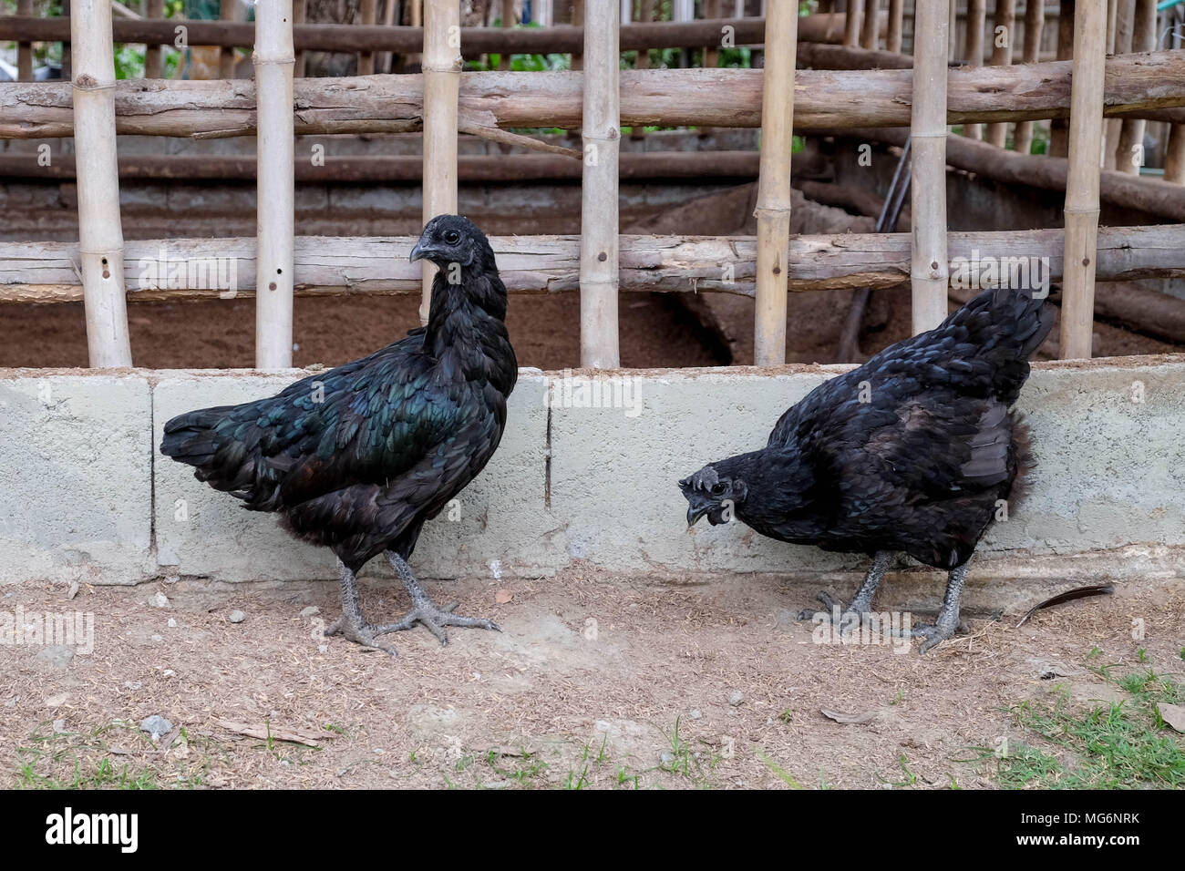 Featherless hen hi-res stock photography and images - Alamy