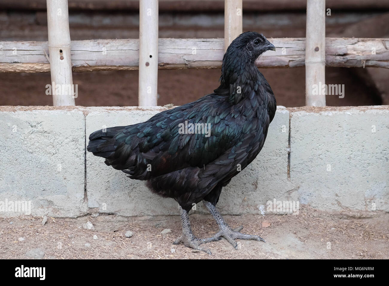 Black chicken hen that has feathers all along its talons Stock Photo ...
