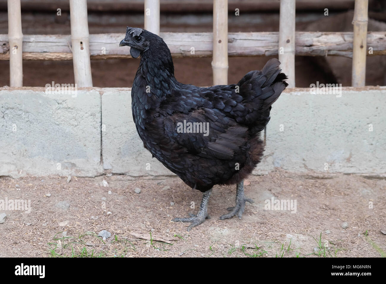 Black chicken hen hi-res stock photography and images - Alamy