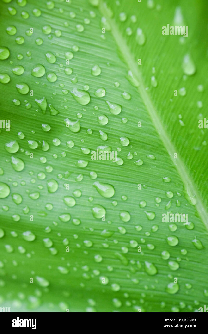 Natural green plants background or wallpaper. nature view of green leaf ...