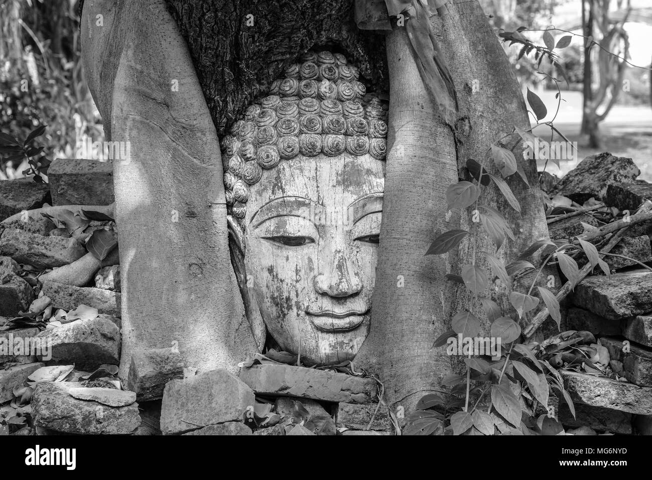 Buddha head in root tree Stock Photo - Alamy
