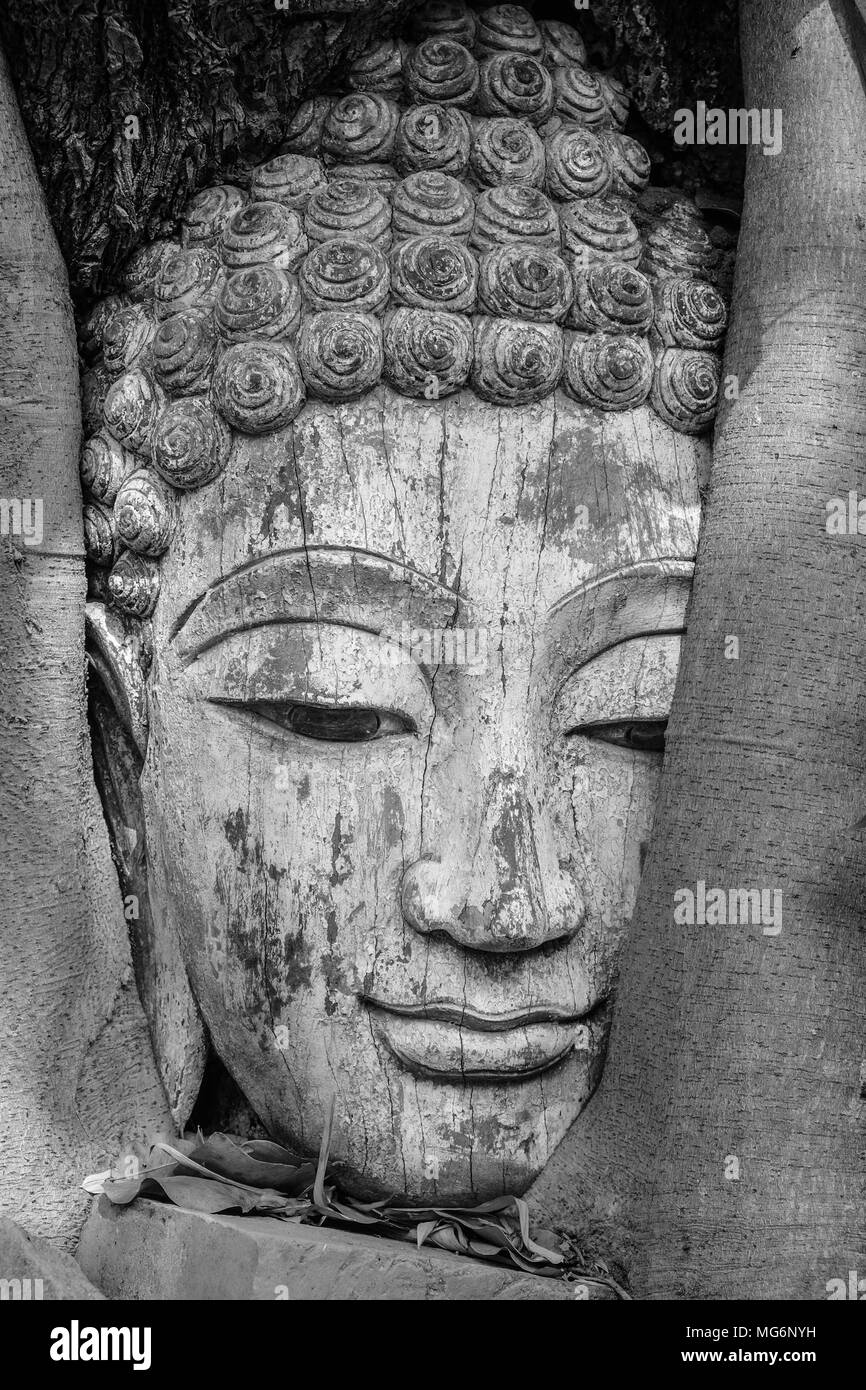 Buddha head in root tree Stock Photo - Alamy