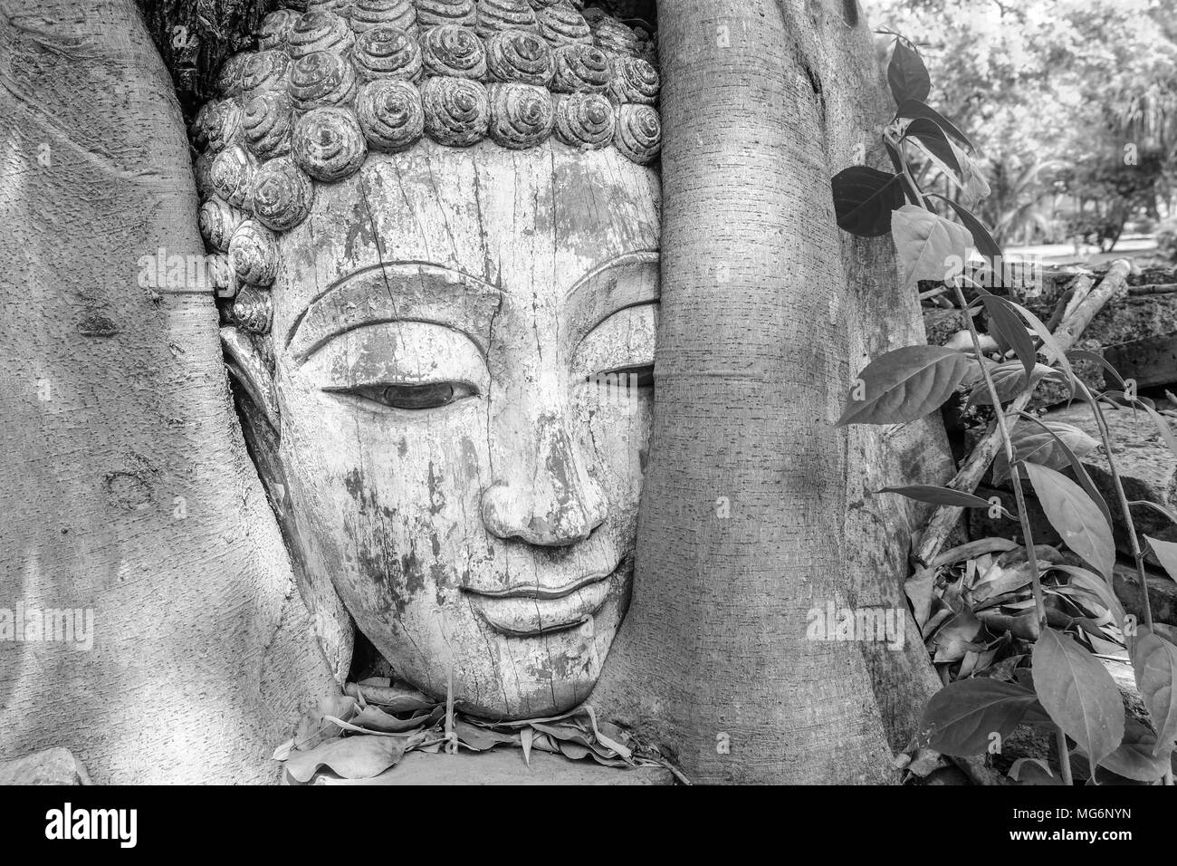 Buddha head in root tree Stock Photo - Alamy