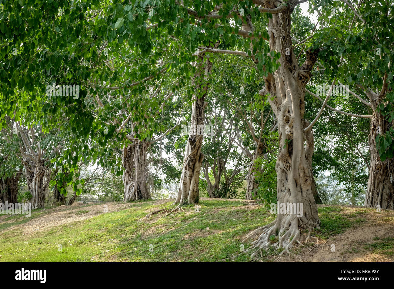 Trees in the shade garden Stock Photo - Alamy