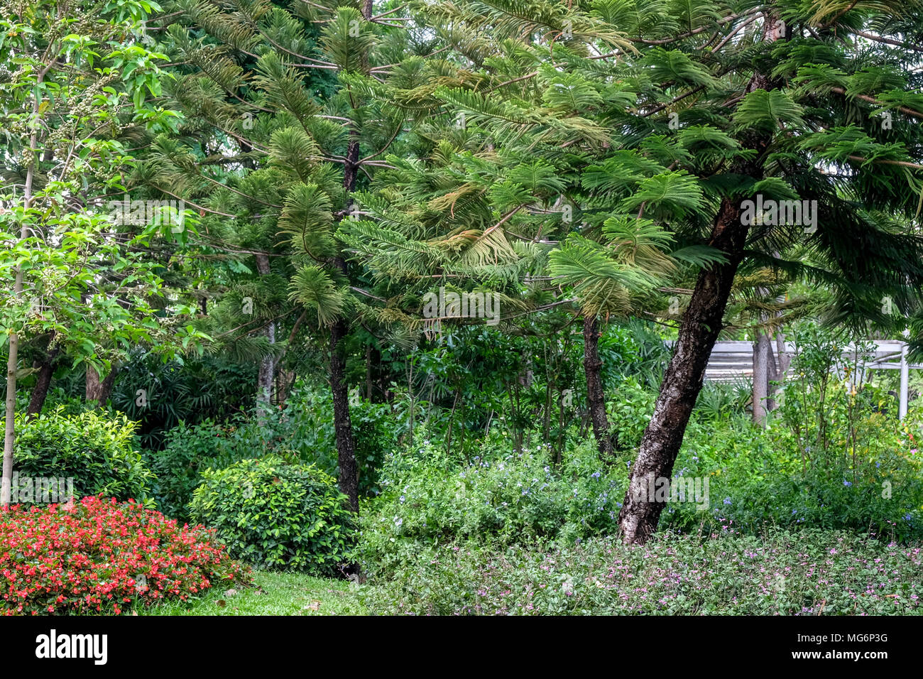 Trees in the shade garden Stock Photo - Alamy