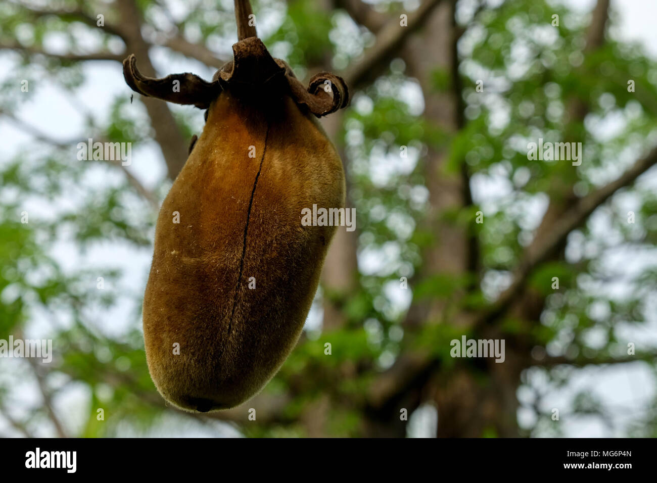 Baobab Fruit High Resolution Stock Photography and Images - Alamy