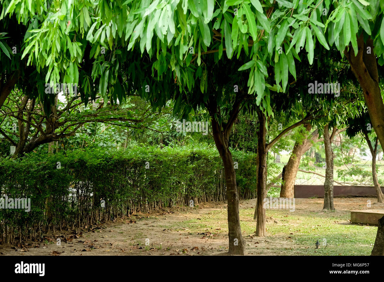 Trees in the shade garden Stock Photo - Alamy