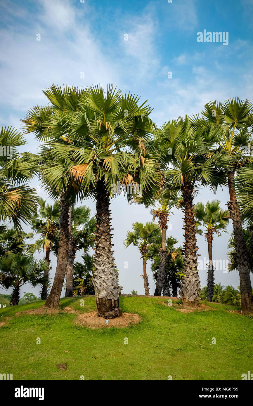 Trees in the shade garden Stock Photo - Alamy