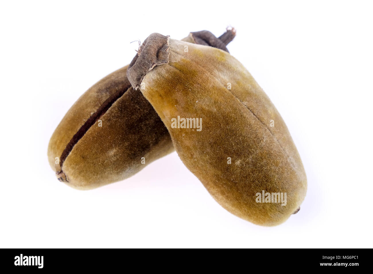Baobab fruit Cut Out Stock Images & Pictures - Alamy