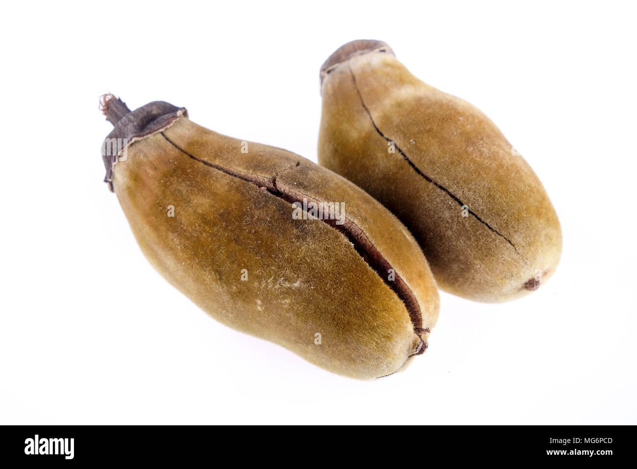 African baobab tree adansonia digitata Cut Out Stock Images & Pictures ...
