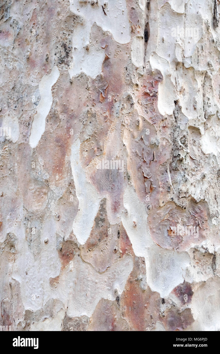 Tree bark texture background Stock Photo - Alamy