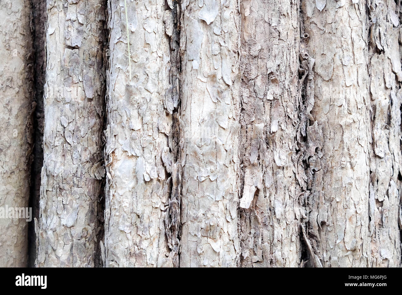 Tree bark texture background Stock Photo - Alamy