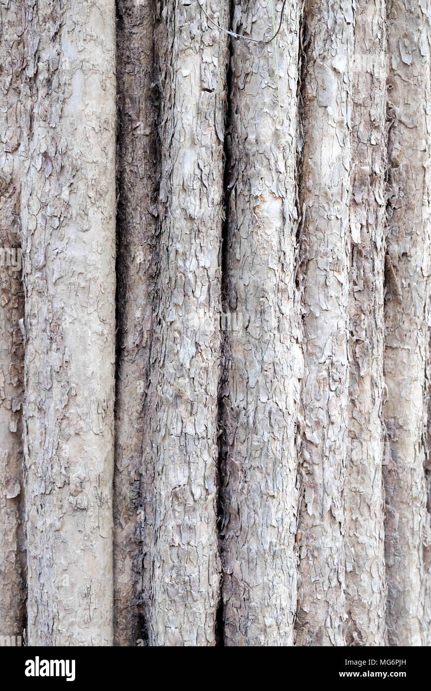 Tree bark texture background Stock Photo - Alamy