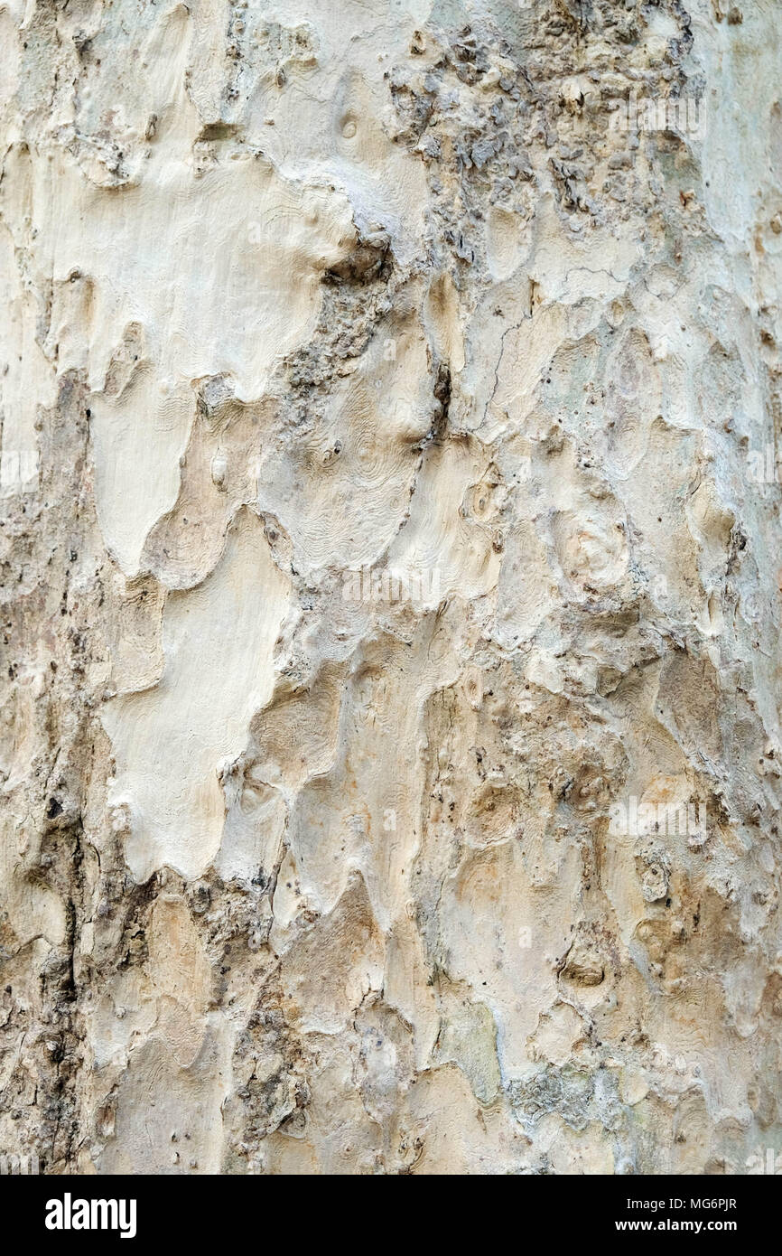 Tree bark texture background Stock Photo - Alamy