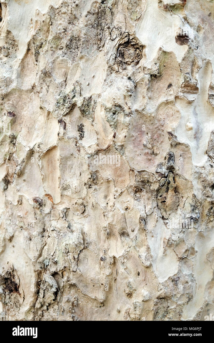 Tree bark texture background Stock Photo - Alamy