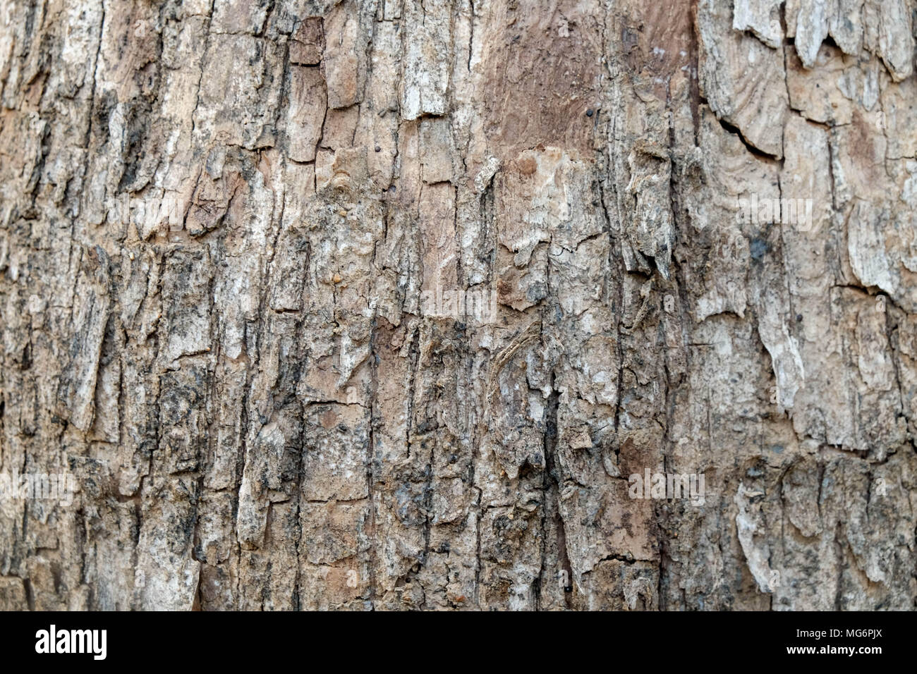 Tree bark texture background Stock Photo - Alamy