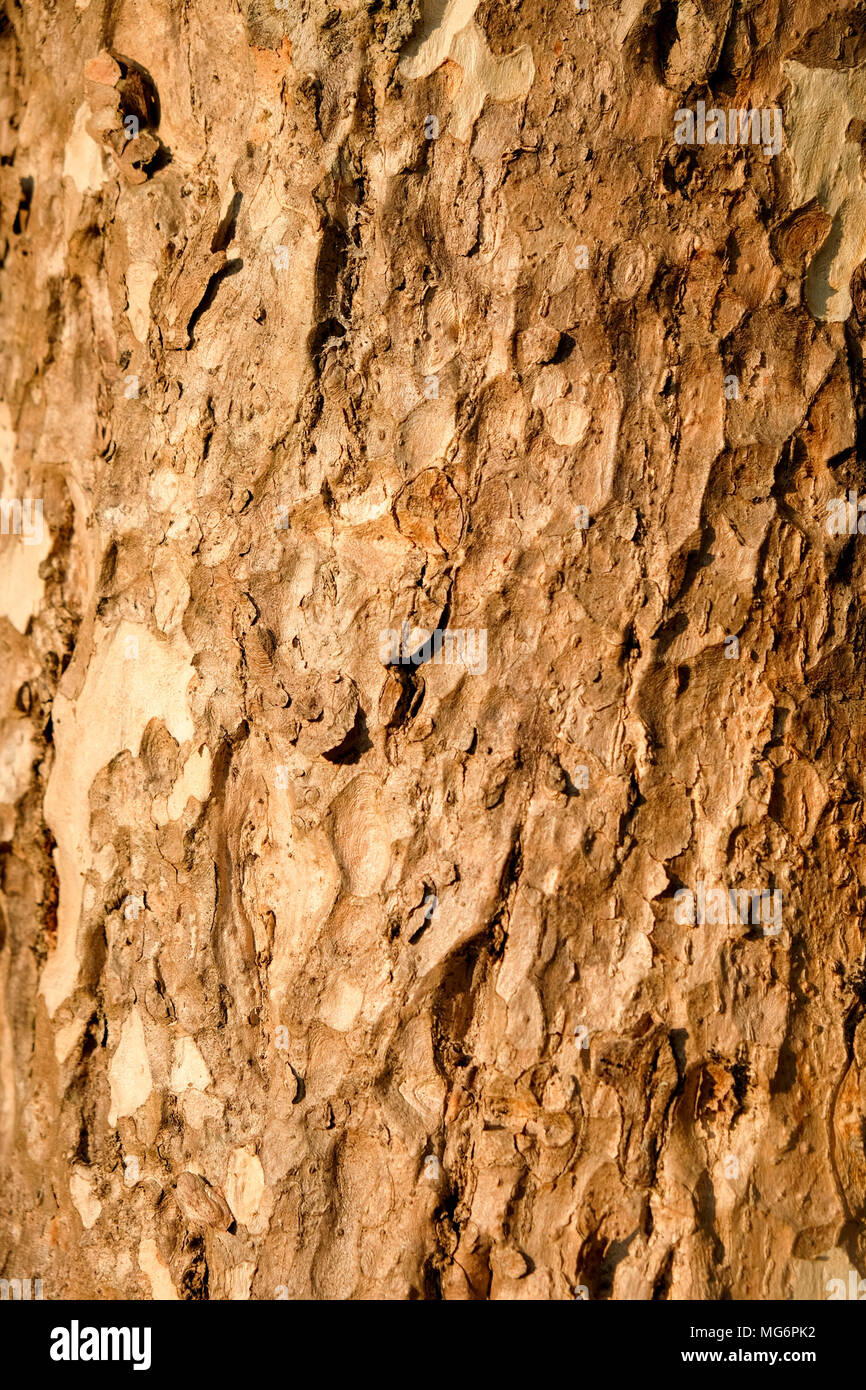 Tree bark texture background Stock Photo - Alamy