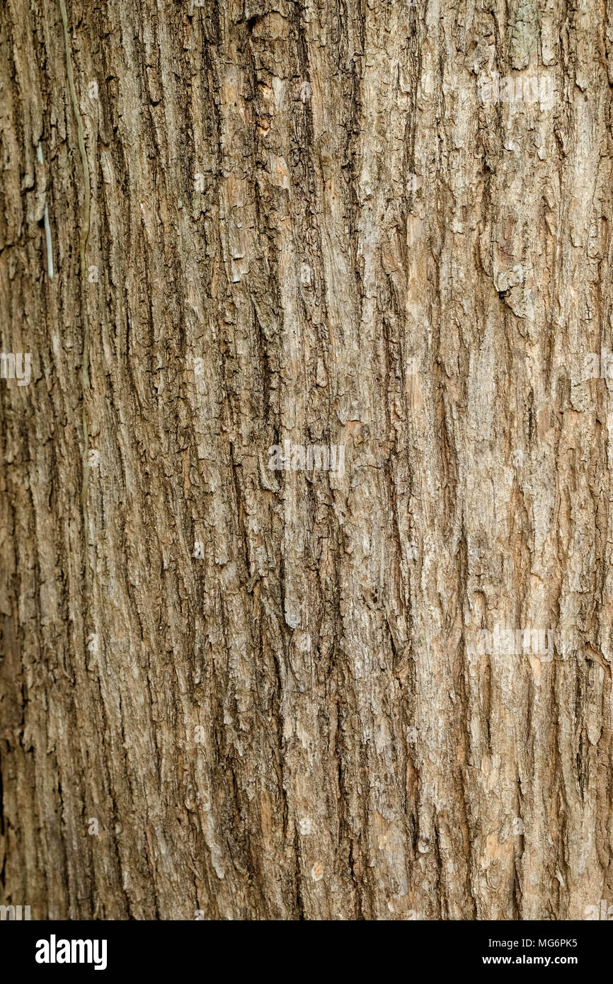 Tree bark texture background Stock Photo - Alamy