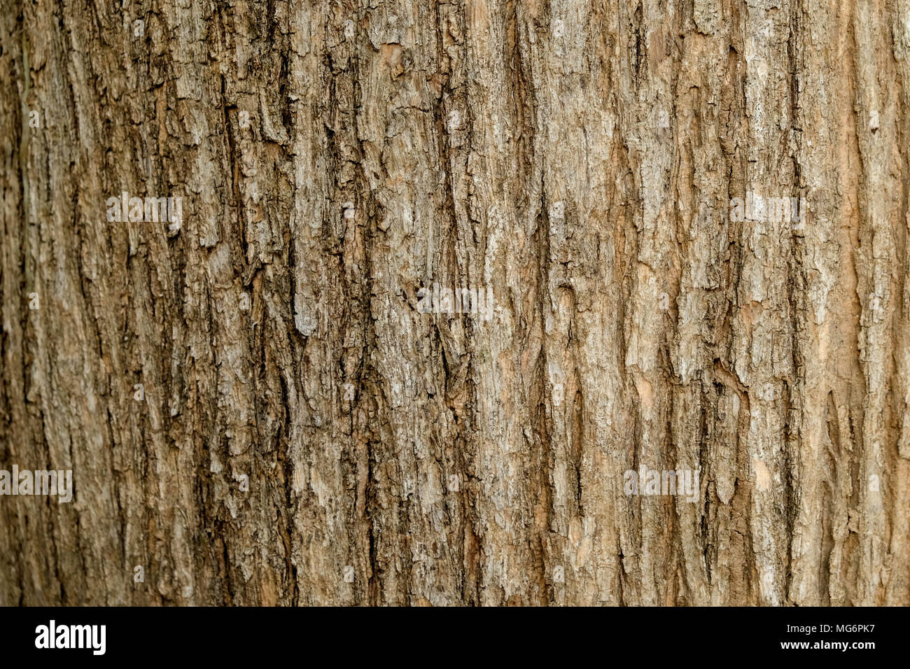 Tree bark texture background Stock Photo - Alamy