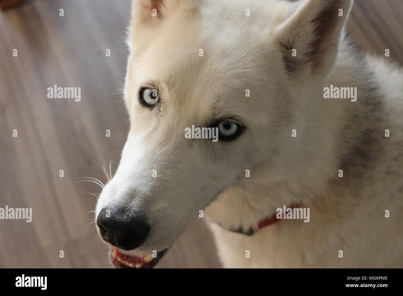 Beauty dog posing siberian husky the sled dog Stock Photo - Alamy